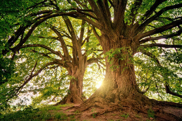 Can You Really Trust Fast Growing Trees? An In-Depth Review from the ...